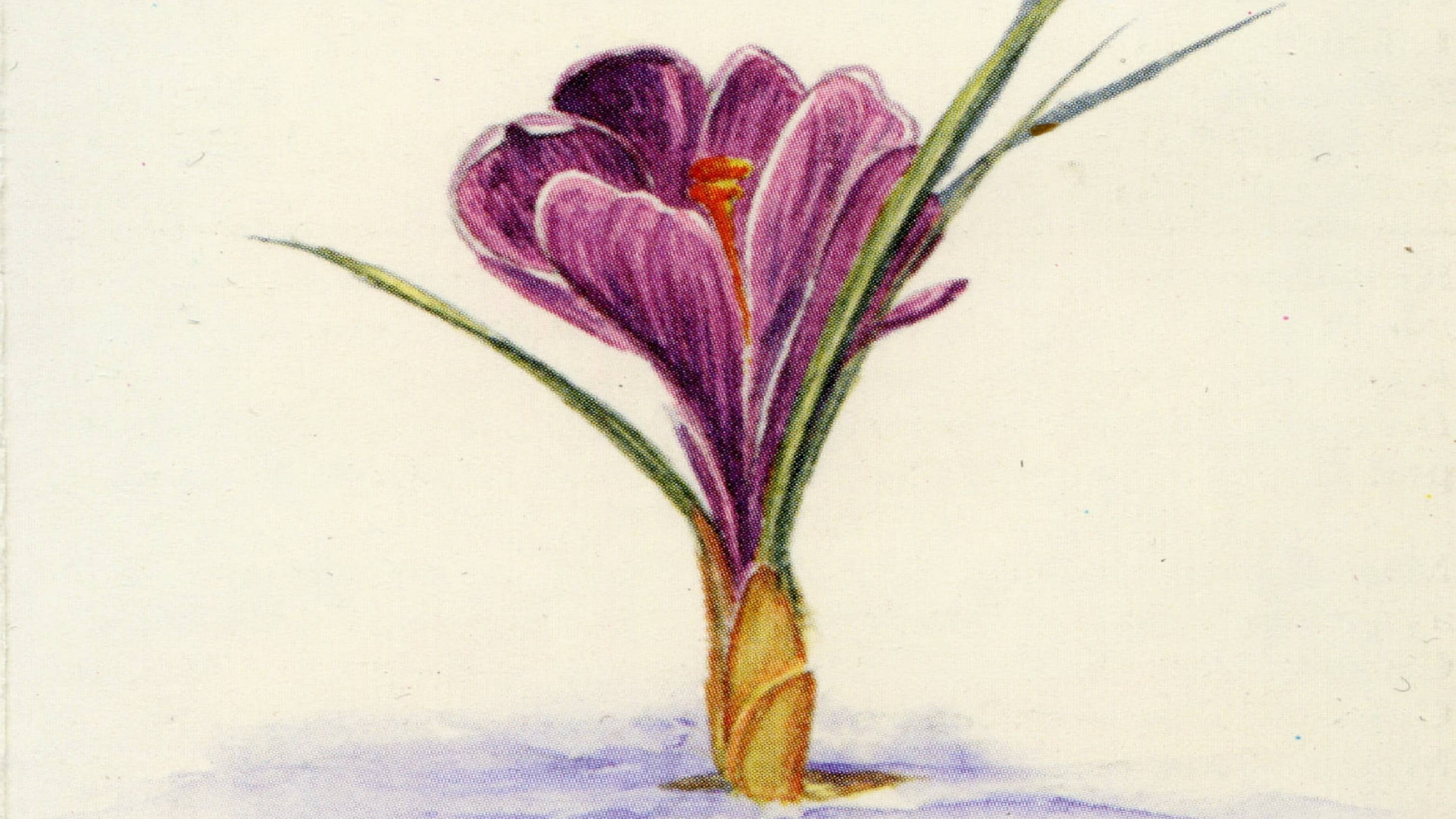 Подснежник