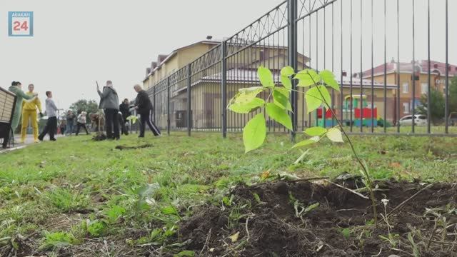 Сосна и маньчжурский орех украсили спортплощадку в Красном Абакане