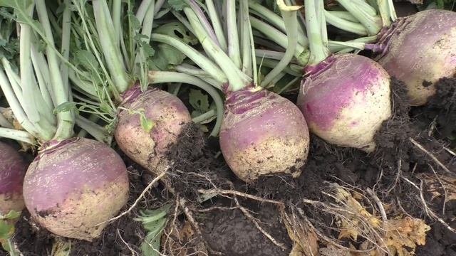 Урожайность брюквы