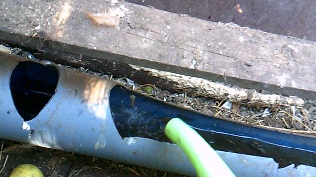 Поение курочек 29 сентября 2025