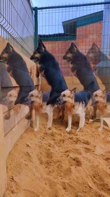 "На бертобензине"😎🐾💥 ❥ Приют в Малинках