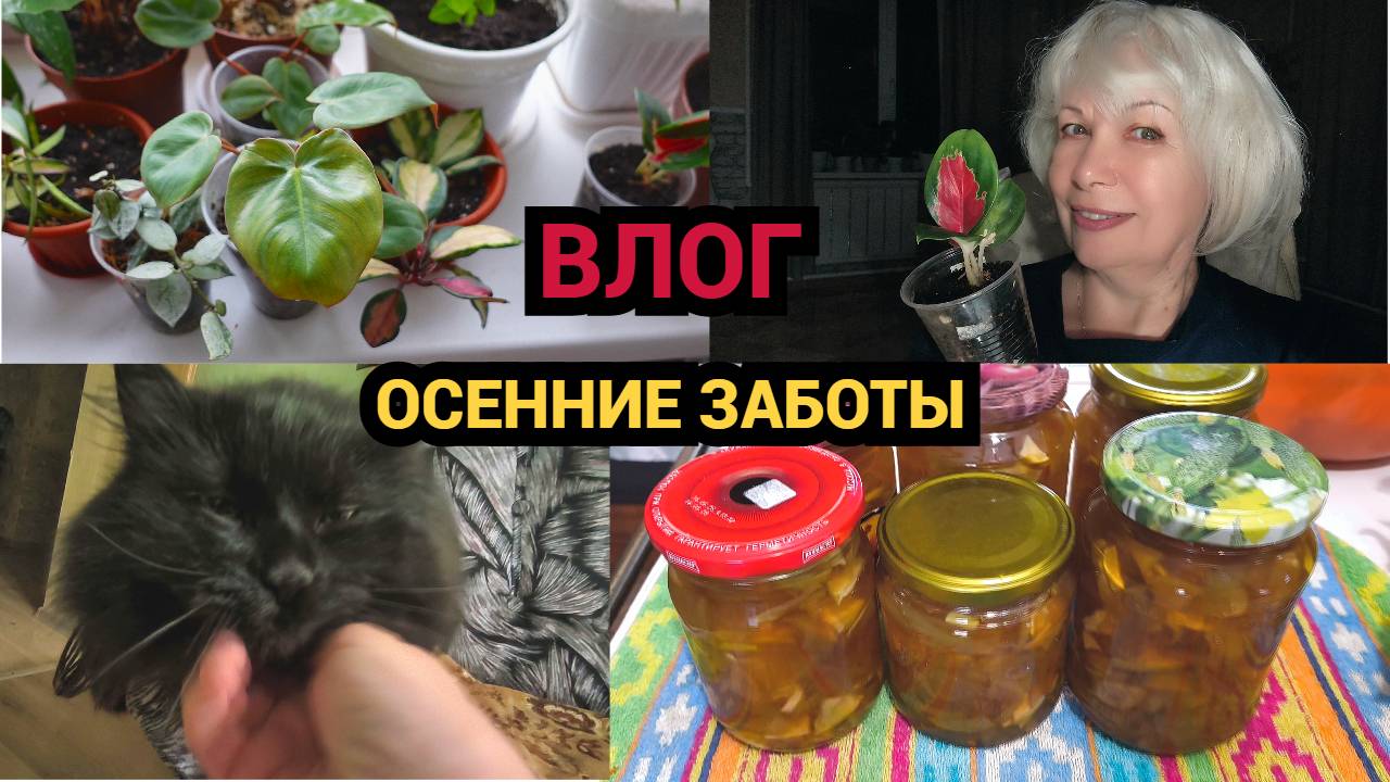 ✅ ВЛОГ/Хотела янтарное, не получилось/Убираю хризантемы из сада /Осенние заботы
