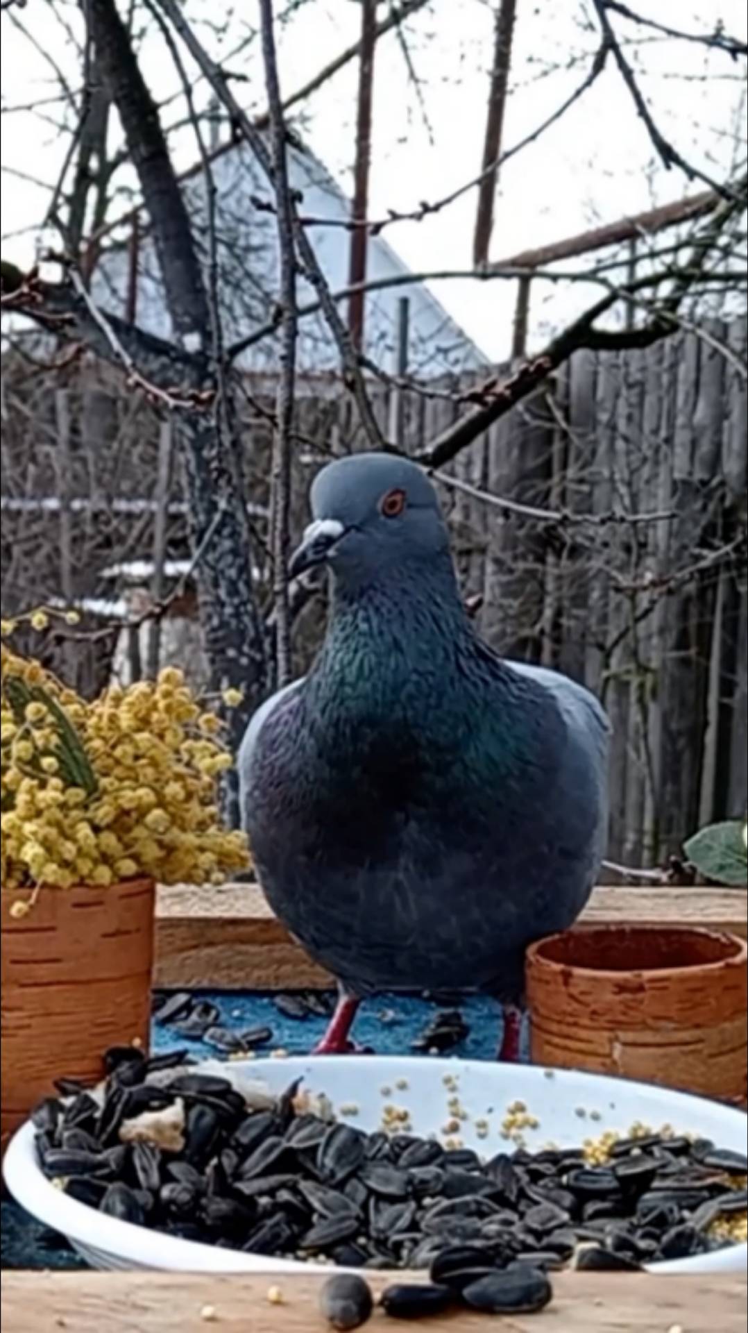 Красивый Голубь