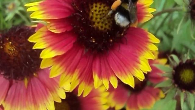 _нежность_ музыка Олега Сапегина