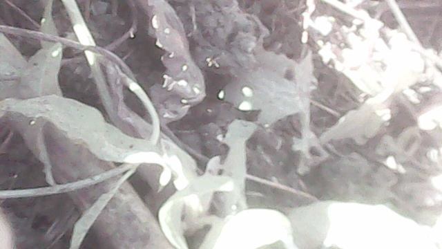 Разбор и обзор искусственного укоренения тыквы сорта "Улыбка"