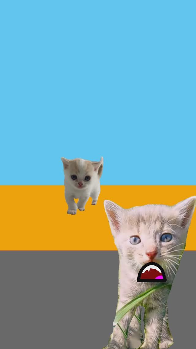 Недели котёнок Shorts (28)