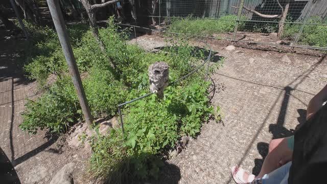 приморский сафари парк, сова, Владивосток, август 2025.