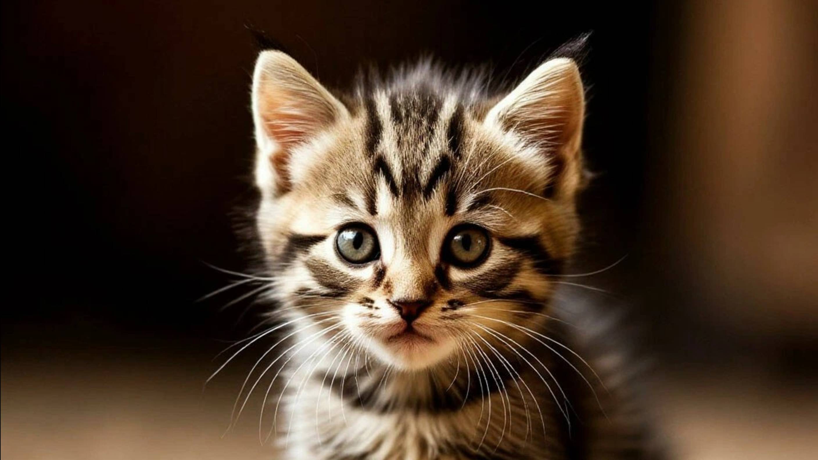 Нейрокотики Мяу Мяу | Опасные игры маленького котенка