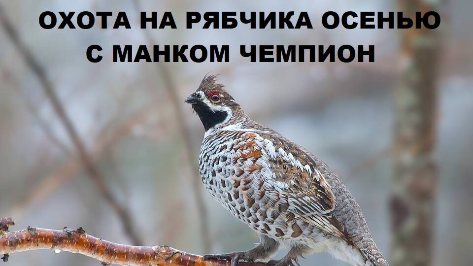 ОХОТА НА БОРОВУЮ ПТИЦУ / МАНОК ЧЕМПИОН / РЯБЧИК ОТЗЫВАЕТСЯ ХОРОШО НО НЕ ЛЕТИТ
