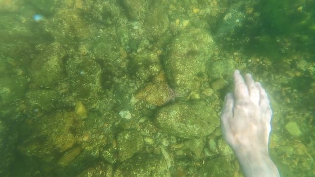 Токаревская кошка под водой звезды, Владивосток, август 2025.