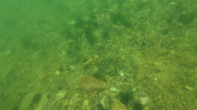 Токаревская кошка под водой ежики, Владивосток, август 2025.