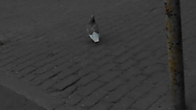 Белохвостый бурый голубь DSCN6774