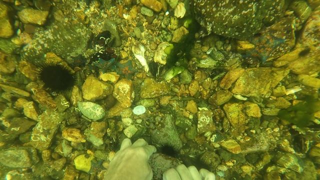 Токаревская кошка, ежики на камне, Владивосток, август 2025.