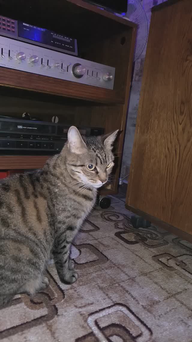 Кошка запрыгивает в лежаночку ( с замедлением )