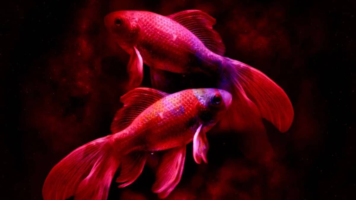 ♓ГОРОСКОП НА ОКТЯБРЬ 2025 - РЫБЫ♓