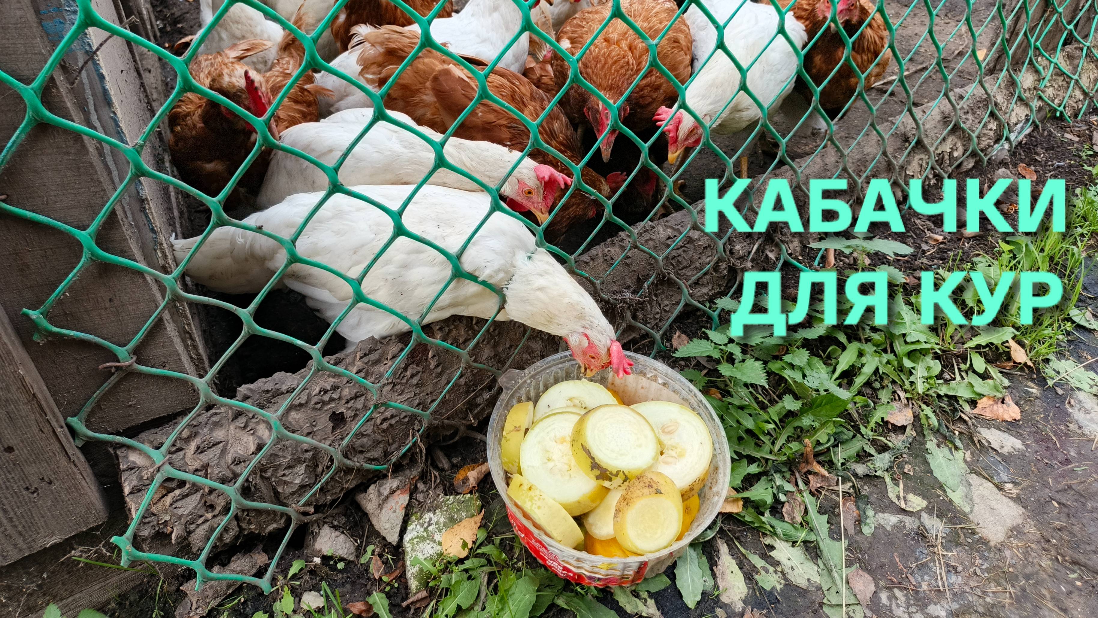 Куры-несушки Как правильно кормить кур кабачками и тыквой