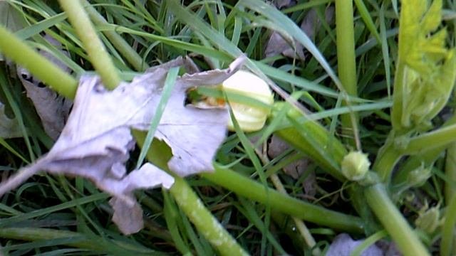 Обзор нашего четвёртого кабачкового растения сорта Цукеша в октябре