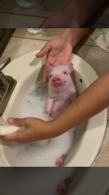 Релакс, хрю)