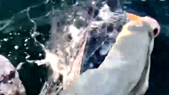 В Приморье спасли огромную черепаху