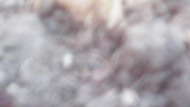 Обзор ещё одного естественного укоренения тыквы сорта Голиаф