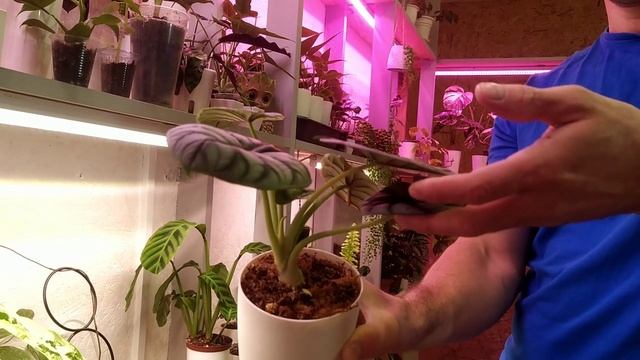 Цветочные новости сентябрь