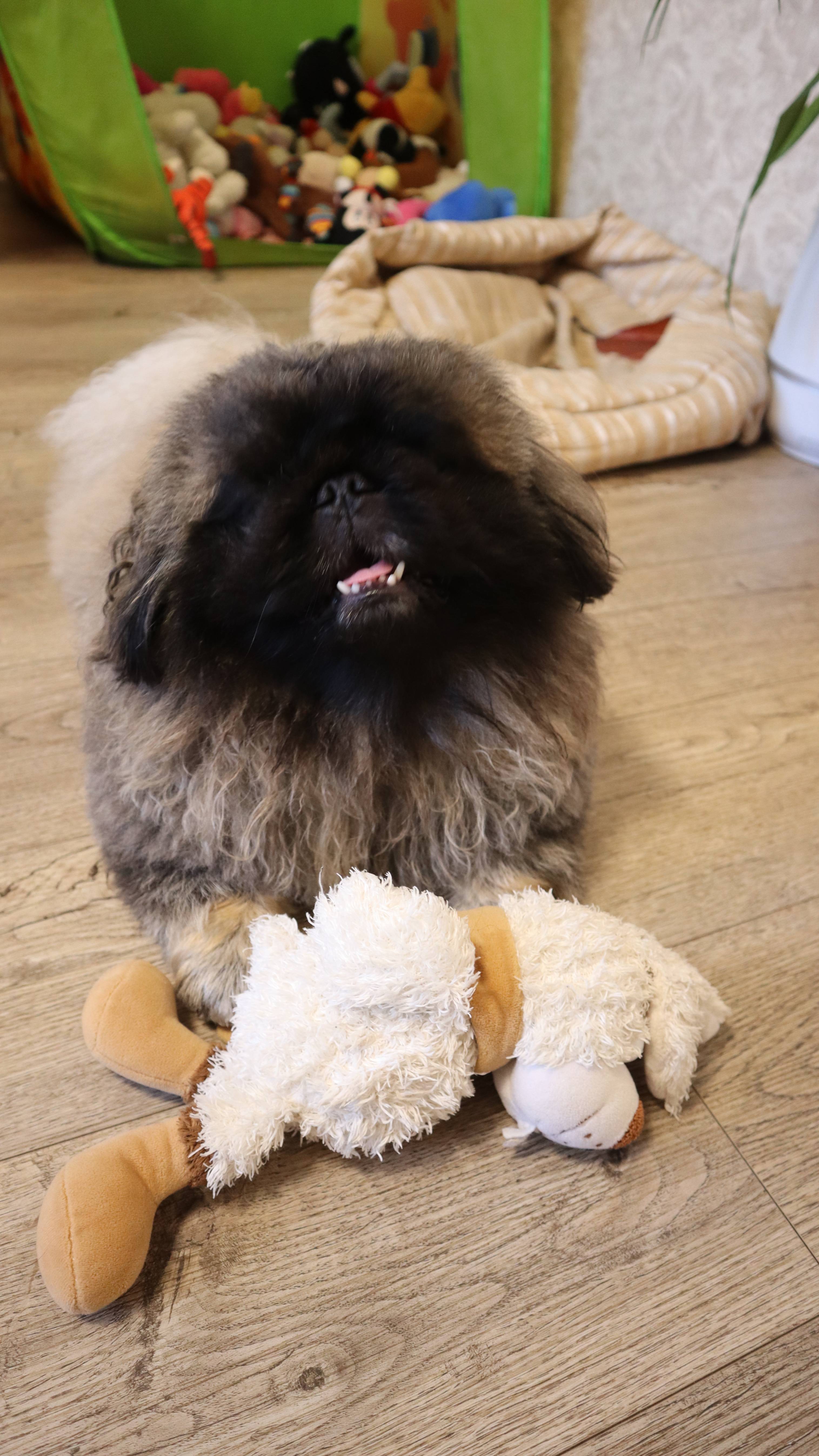 Пекинес Дендик довольная собака