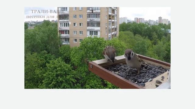 Воробьиная песенка