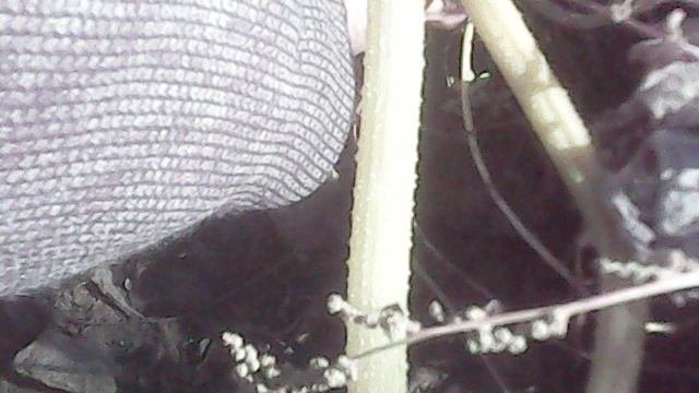 Обзор места посадки тыквы Голиаф (посадка была в июне)