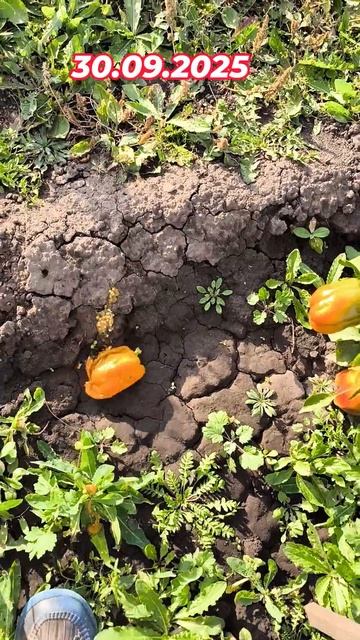 #Shorts 30 09 2025#домвдеревне#садиогород