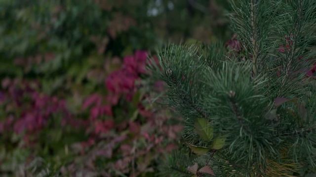 Художественная композиция по стихам С.Есенина