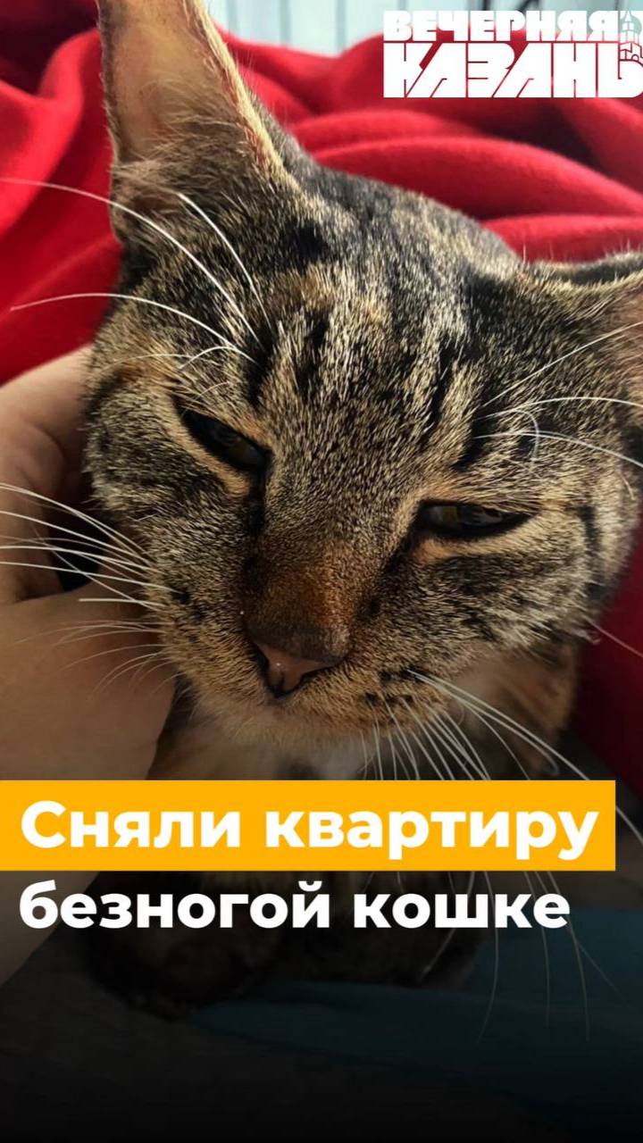 Сняли квартиру безногой кошке