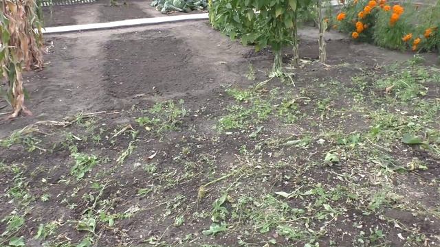 Урожай тыквы