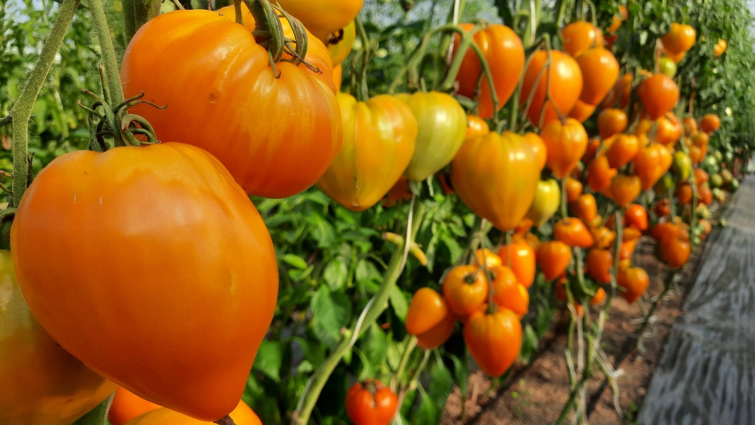 Сорт томатов - «Золотой небоскреб»