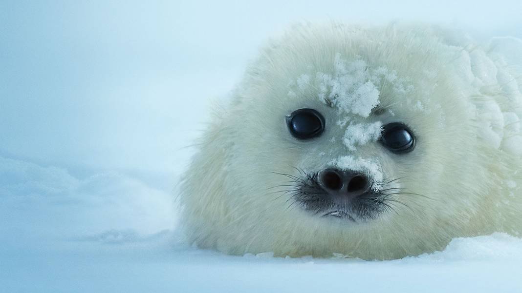 Сериал Наша планета — 1 сезон 5 серия / Our Planet