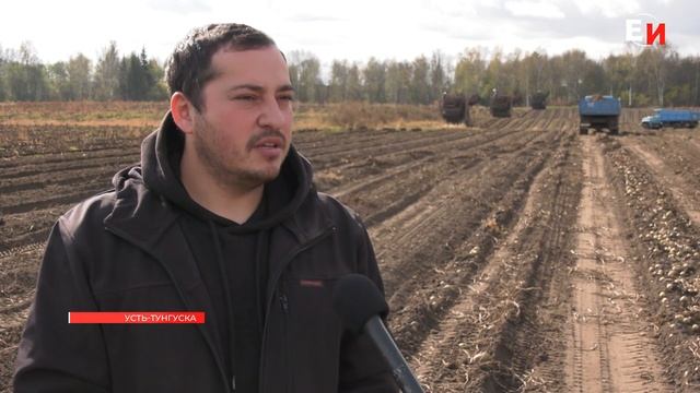 В ФЕРМЕРСКОМ ХОЗЯЙСТВЕ АЛИЕВЫХ ИДЕТ СБОР УРОЖАЯ