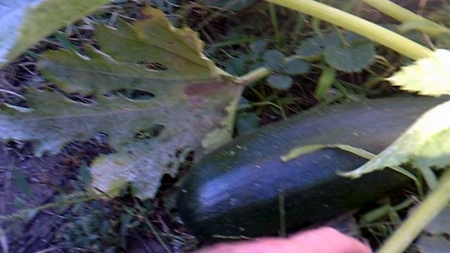 Обзор нашего кабачкового растения №3 сорта Цукеша