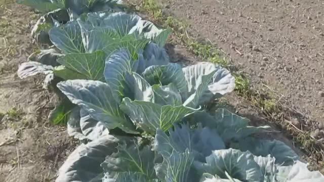 Капуста в Подмосковье