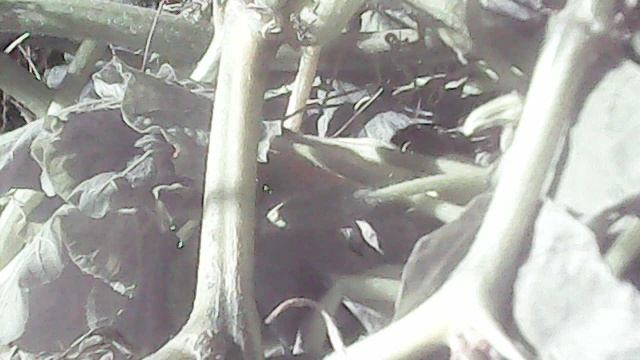 Поместил удалённые тыквенные кусты в компост