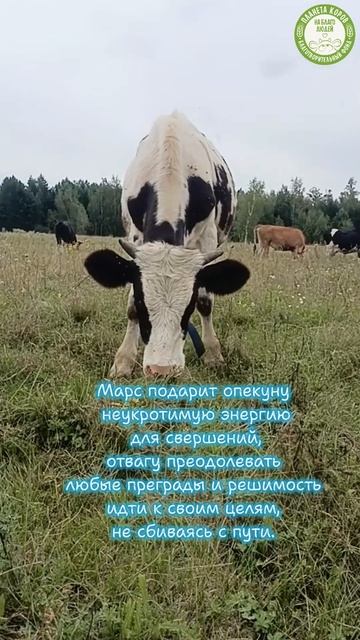 Бычок Сеня ищет опекуна