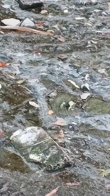 Не это ли речка сточных вод сделала воду в Доне зелёным?