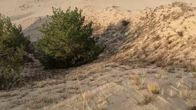 2-Й В ПЕСКАХ ДОНСКОЙ САХАРЫ