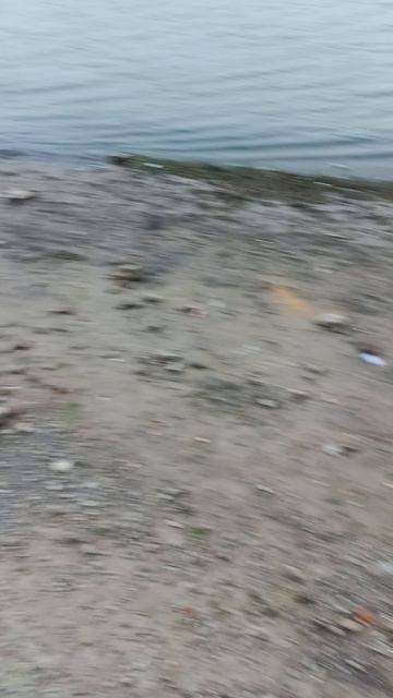 Дон мелеет, а вода по-прежнему зеленоватая