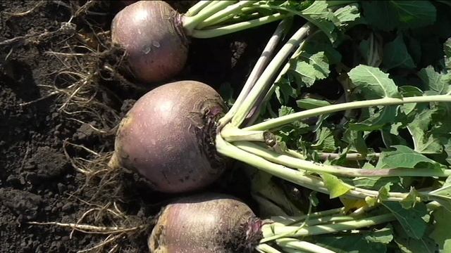 Урожайность брюквы