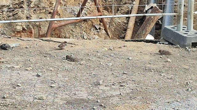 Милота / Купание в летний день / Воробьи @galatea17