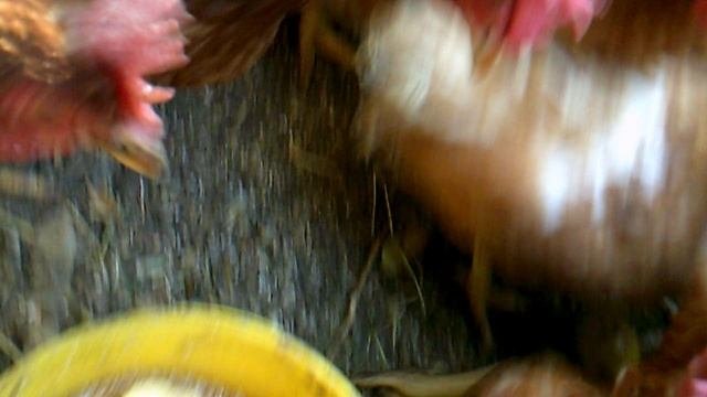 Кормление курочек