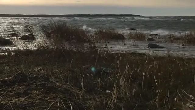 ДУХ - ОРБ в камышах на  берегу Финского залива / Случайные кадры