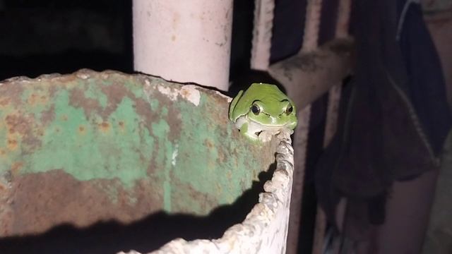 Лягушка босс!