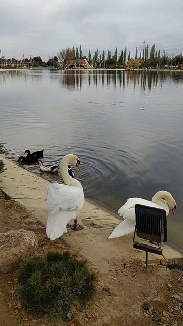 Прогулка #Чирчик #лебеди #утки #гуси  #природа #озеро #чинары  #прогулка #Узбекистан #путешествия