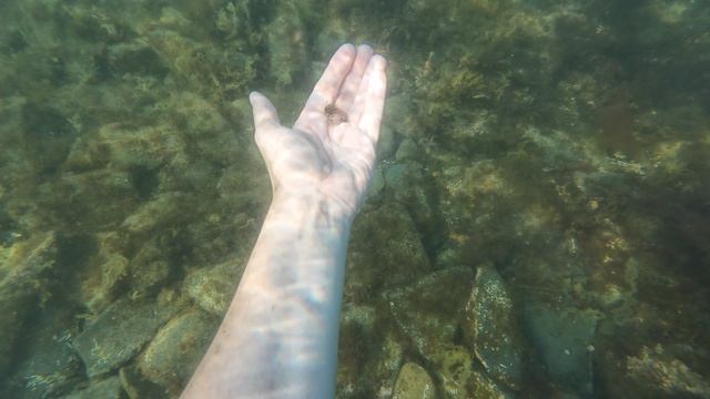 Русский остров, мыс Вятлина, под водой рак отшельник, Владивосток, август 2025.