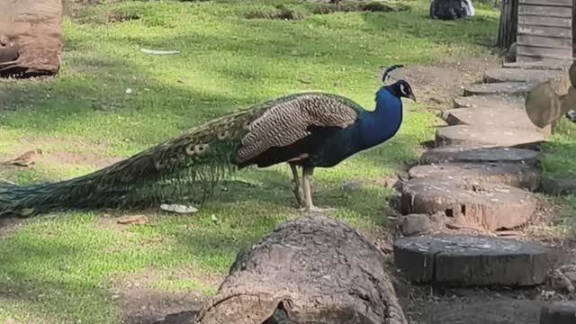 Мини зоопарк на Елагином острове в Петербурге